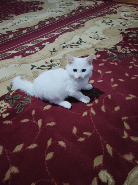 Angora zotli mushuk