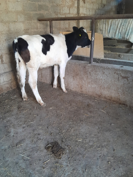 Срочни пародали гунажн сотлади кочмаган хали
