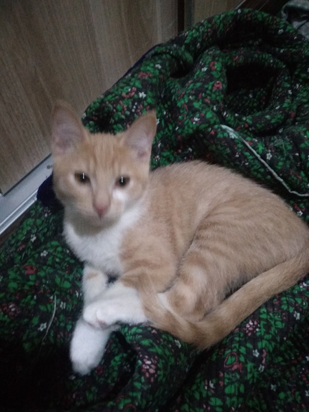 Котик в добрые руки!