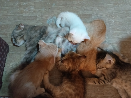 Отдам срочно котят в хорошие руки