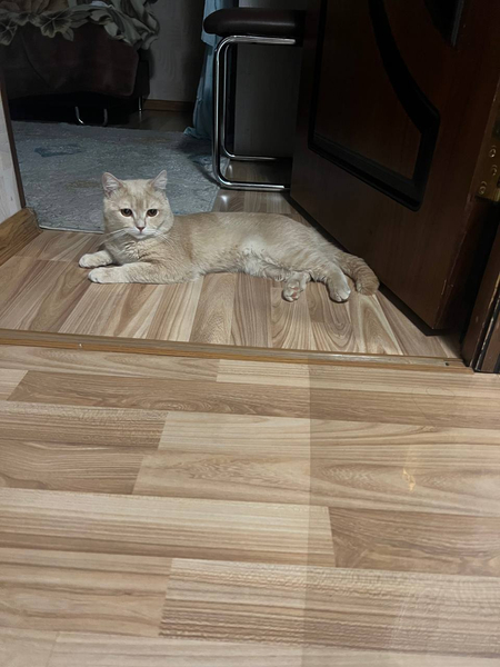 Отдам кота Скотиш страйт. Возраст 1 год. Не кастрирован.