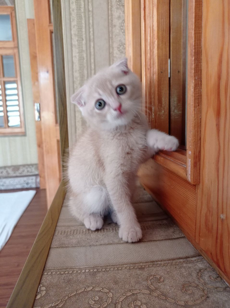 Кошка скодш фолд