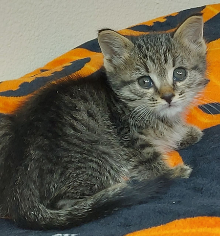 Котята ищут дом и любящих хозяев