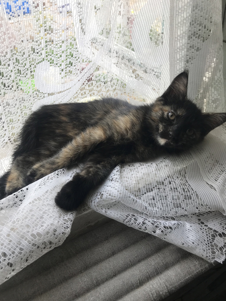 Отдам котенка в зорошие руки.