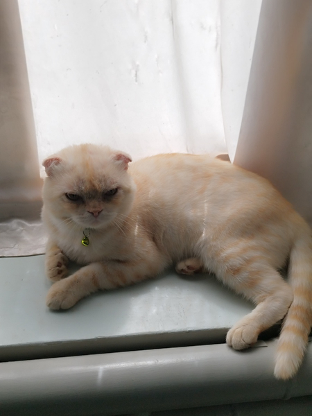 Вязка Scottish fold og'il bola