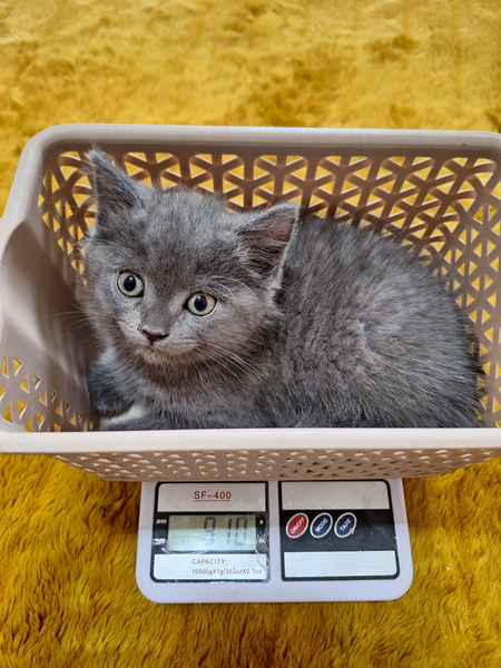 Mushukşar sotiladi/Продается коты