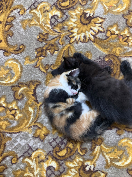 Отдам котят добрые хорошие руки Бесплатно