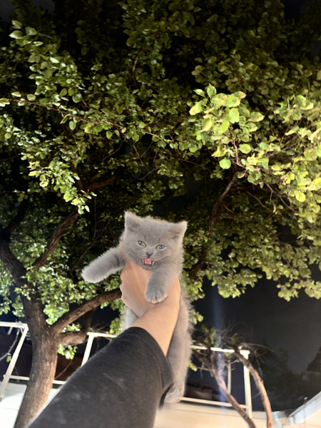Котят Бритиш Страйд