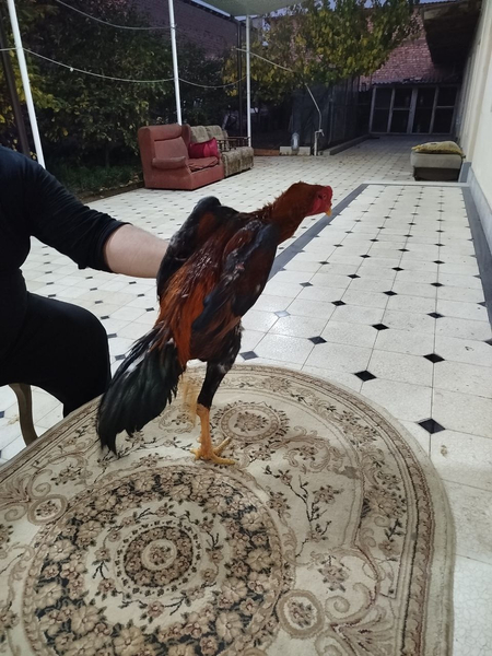 Dakan xorozlar turk va kareya