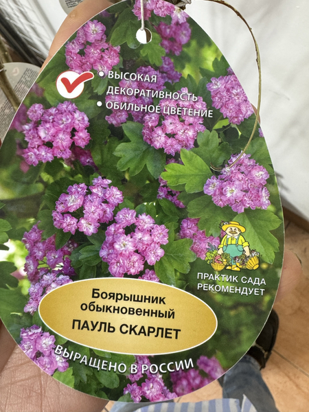 Садовые деревья