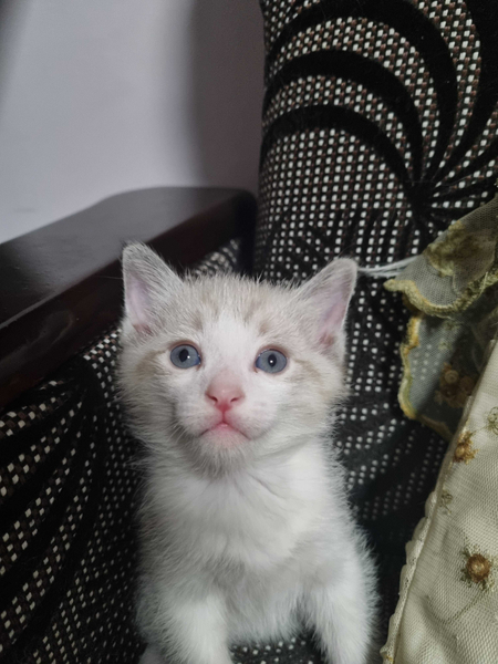 Продаются котята ангоры
