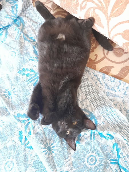 Котята 4 месяца мальчик, девочки . Очень игривые, чистые, проглистован