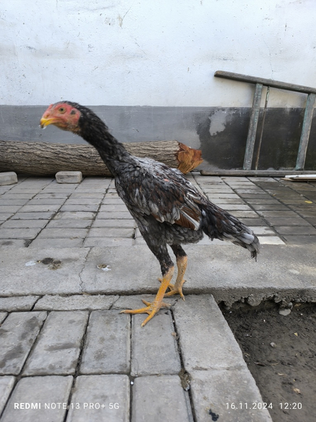 Jojalar sotiladi xamasi zordor vodiydan kelgan