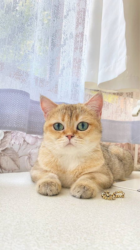 Британец