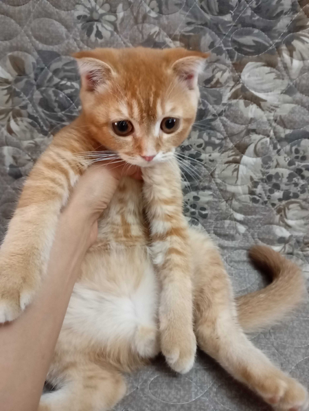Продаётся котенок