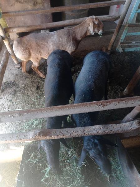 Ona-bola bog\\\'oz qoy sotlad yelnlaga tugb qoladi  va boshqa qoylar bor