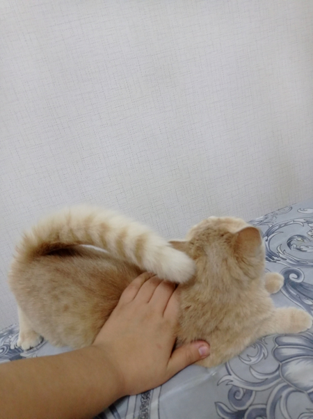 Скоттиш Страйт девочка