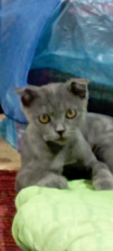 Вислоухий котёнок