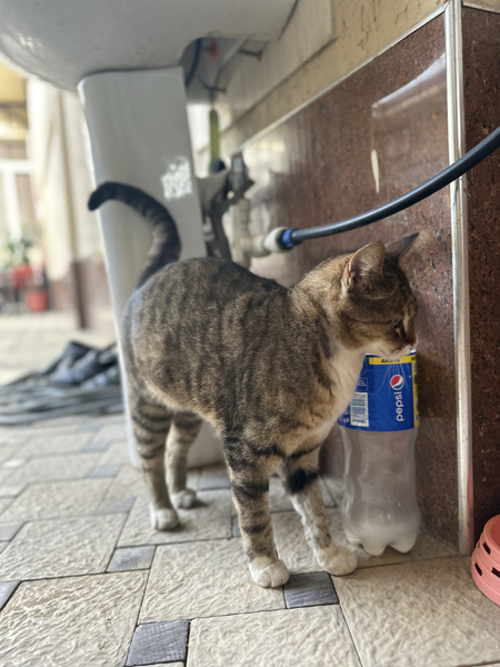 Кошка стерилизованная