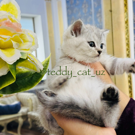 Шиншилла Серебро медвежаты Чистокровные