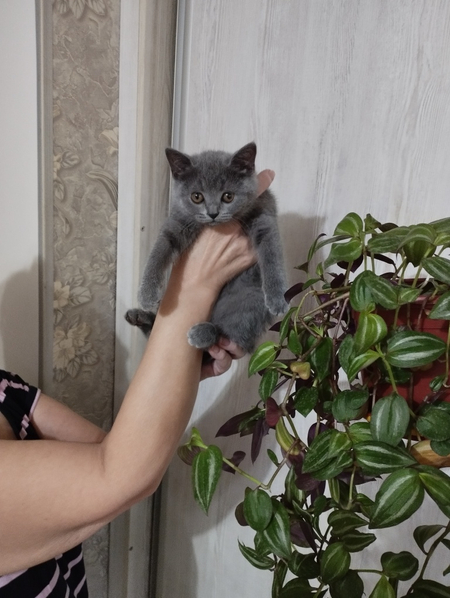 Продается девочка скотиш страйт