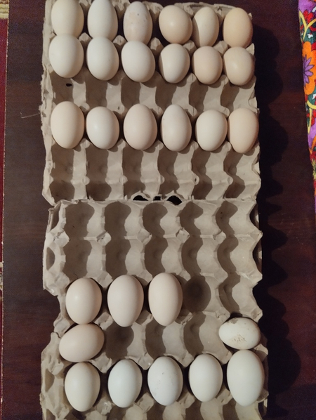 Dakan tuxum sotiladi