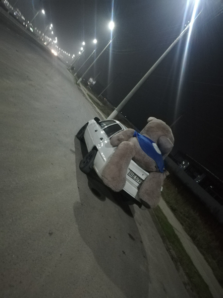 Teddiy kottasi yangidak turpti