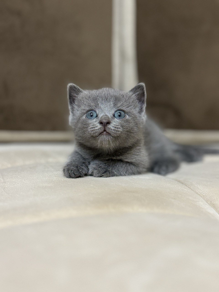 Готовые котята скоттиш-страйт!