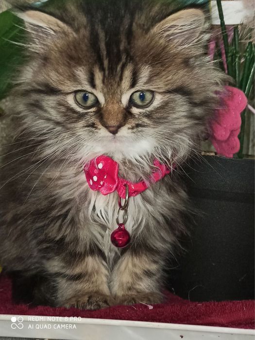 Скоттиш Страйт Хайленд кошечка