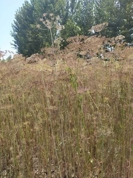 Ukrop qurgan chopgi