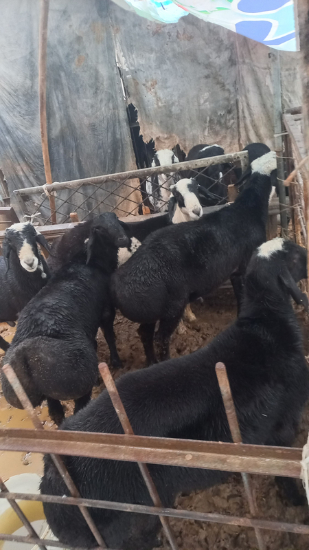 Zotli Kotta qoyla 9 ta bor optim sotilad kelishamiz