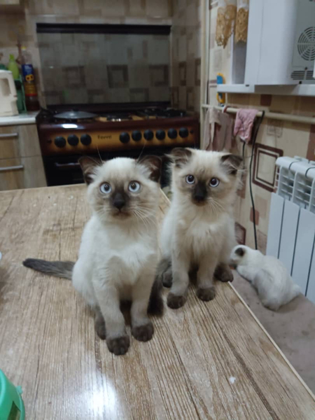 Сотилади 3 ярим ойлик