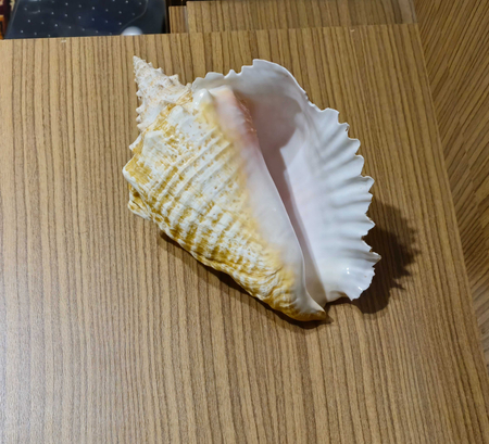 Продаётся большая морская ракушка из Кубы.