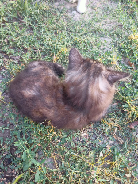 Отдам котенка в хорошие руки