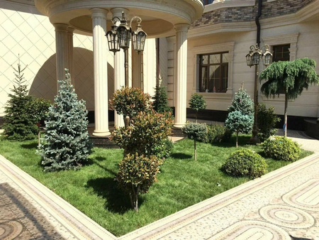Gazon Ekish Xizmati