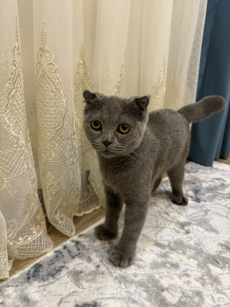 Скотиш фолд. Skotish fold