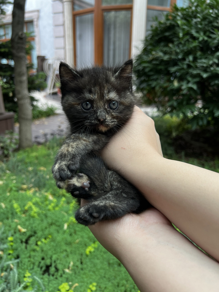 Британские короткошерстные котенки