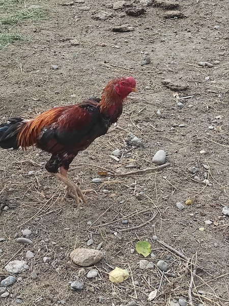 Dakan xoroz sotiladi