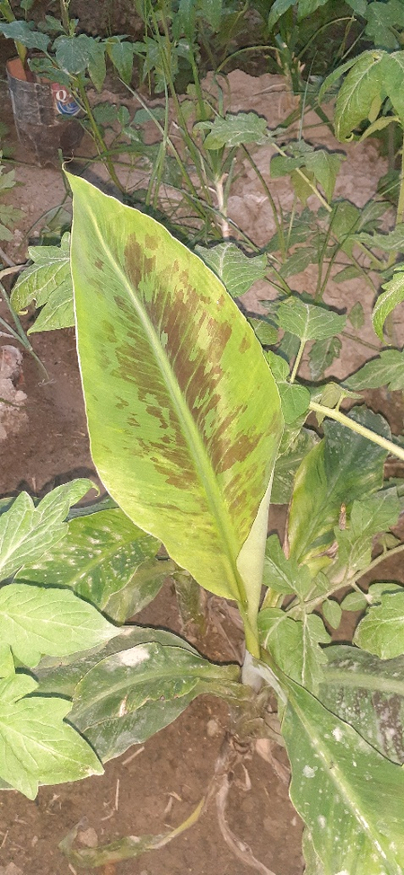 Banan ko'chatlar