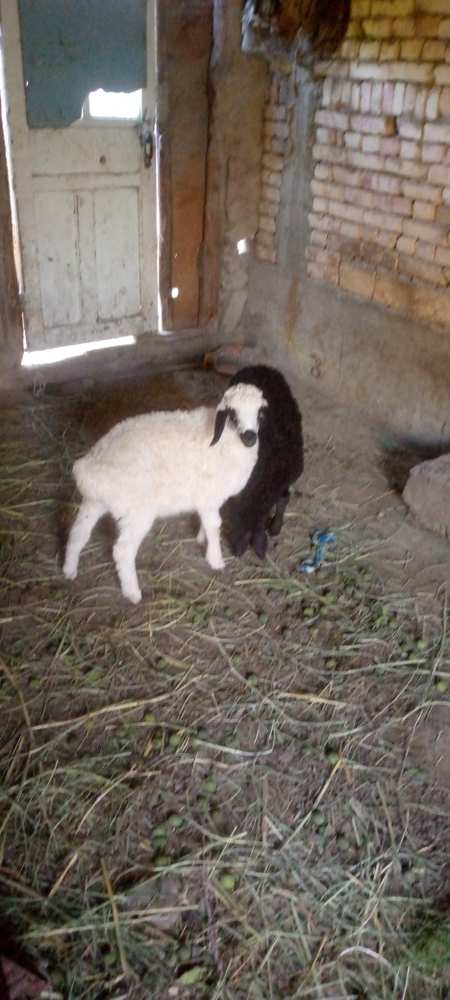 qaZoqi Barra sotiladi