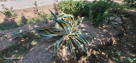 Agava guli sotiladi