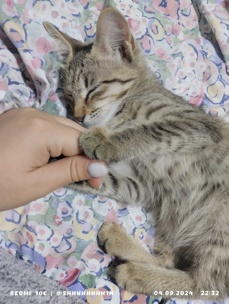 СроноОоО Котенок