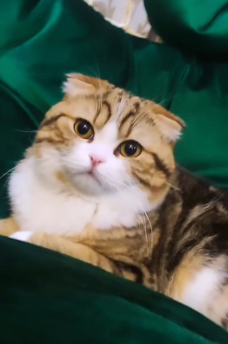 Скотиш фолд британец кот\\nНе кастрирован полтора годика \\nЕсть сухой кор