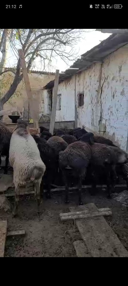 Адин кучкар адин мода