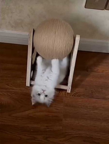 Игрушки и мебель для кошек