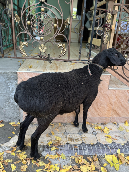 Qoy Qoylar sotiladi