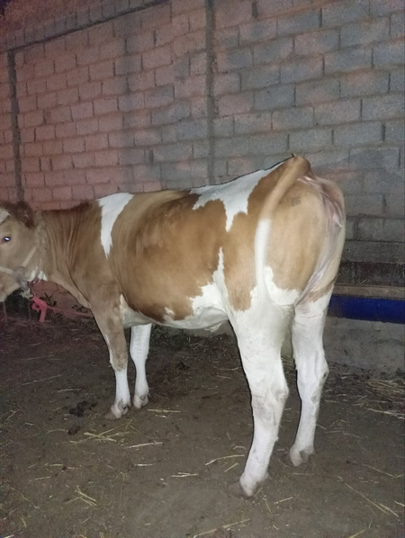 7 oylik homilador zotdor mol