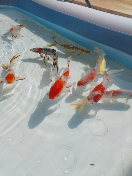 Карп кой / Karp koi
