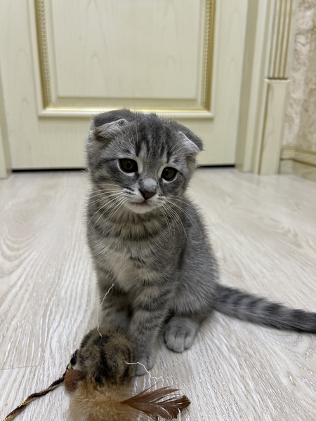 Котенок Скотиш Фолд