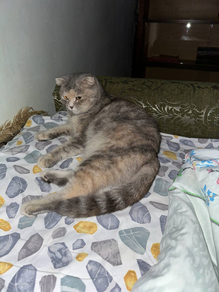Котята скотиш фолд